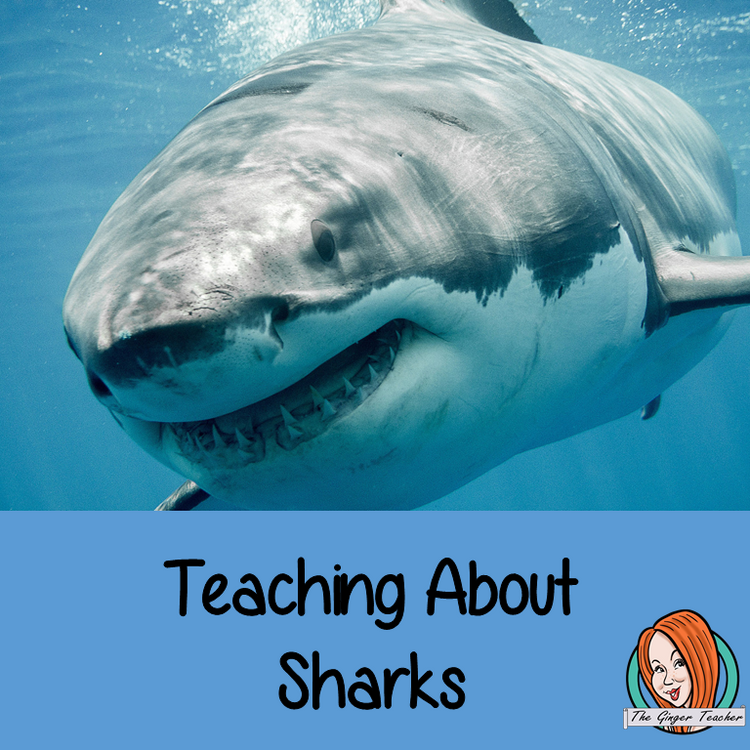 Teaching About Sharks – The Ginger Teacher