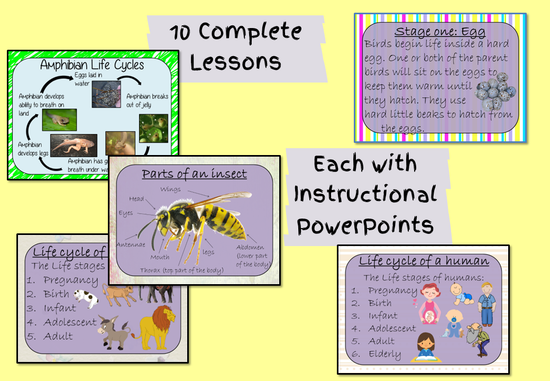 Animal Life Cycles Lesson Bundle – The Ginger Teacher