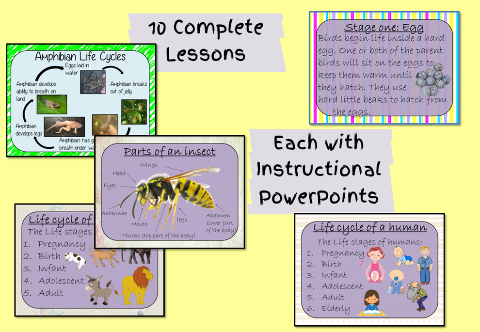 Animal Life Cycles Lesson Bundle – The Ginger Teacher