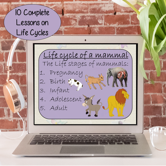 Animal Life Cycles Lesson Bundle – The Ginger Teacher