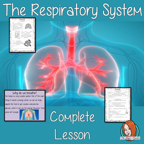The Respiratory System Science Lesson – The Ginger Teacher