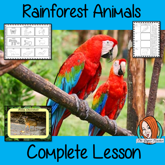 Identifying Rainforest Animals - Complete Lesson – The Ginger Teacher