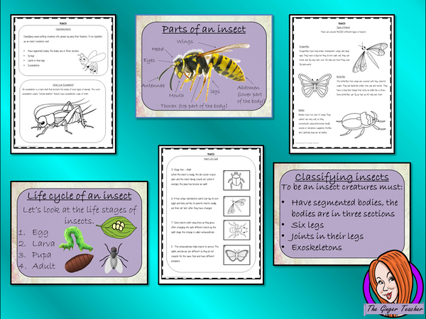 Life Cycles of Insects Lesson – The Ginger Teacher