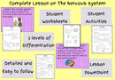 The Nervous System Lesson and Escape Room Bundle – The Ginger Teacher