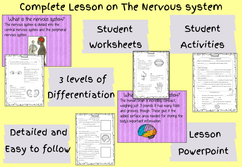 The Nervous System Lesson and Escape Room Bundle – The Ginger Teacher