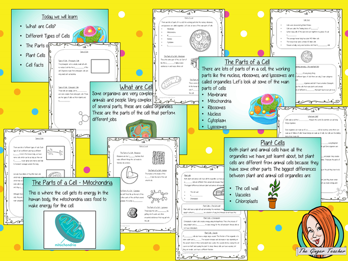 Cells Science Lesson – The Ginger Teacher