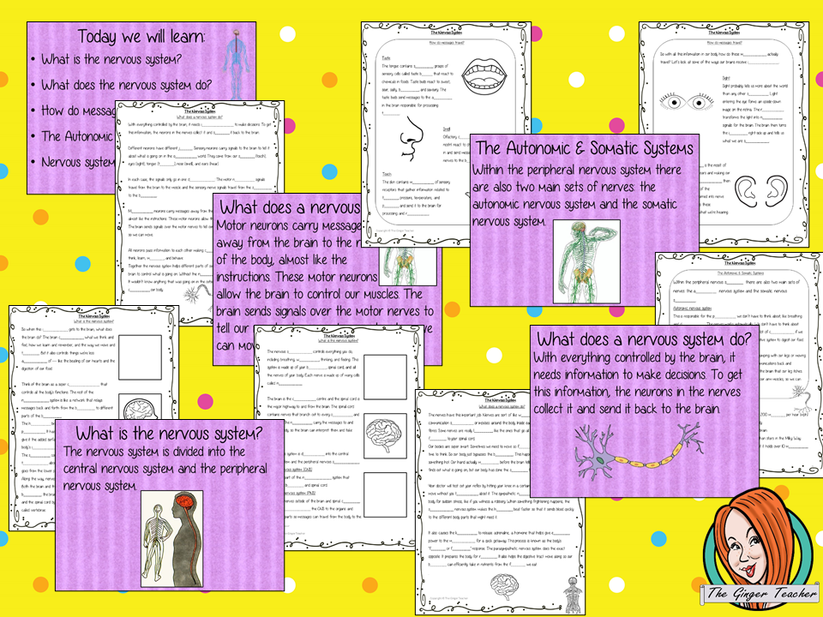 The Nervous System Science Lesson – The Ginger Teacher
