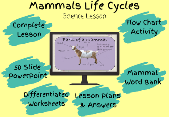 Mammal Life Cycles Lesson – The Ginger Teacher