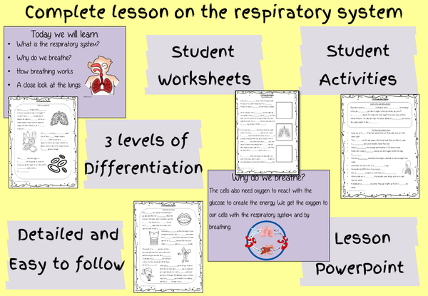 The Respiratory System Lesson and Escape Room Bundle – The Ginger Teacher